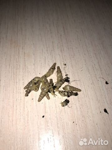 Улитка суббулина окотона