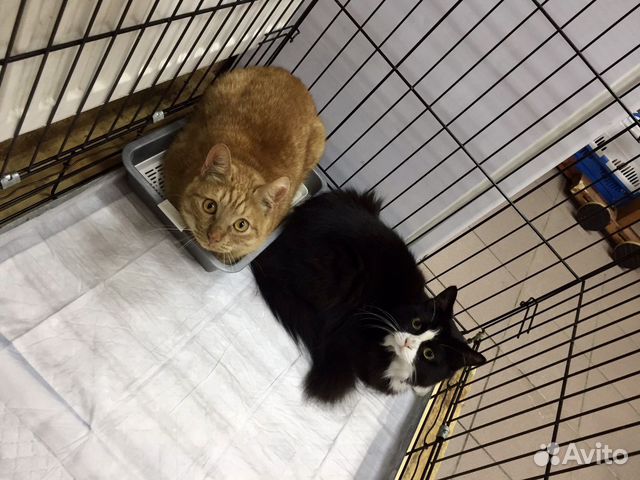 Котики в добрые руки