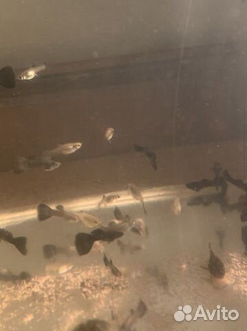 Гуппи синие