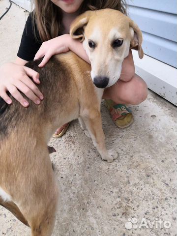 Собака в добрые руки Бим