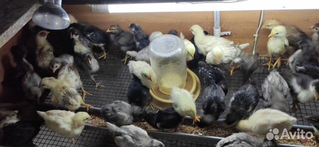 Цыплята подрощенные
