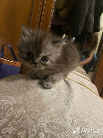 Персидская