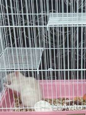 Крыса дамбо мальчик и девочка