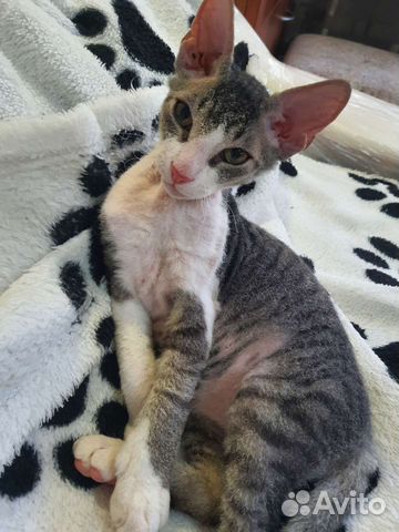 Кошка в дар бесплатно