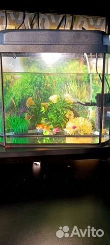Аквариум с рыбками