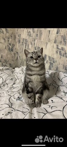 Отдам кошку