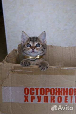 Котята с буквой М на лбу