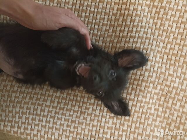 Мини собака