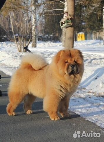 Рыжий лучик солнца (девочка чау)