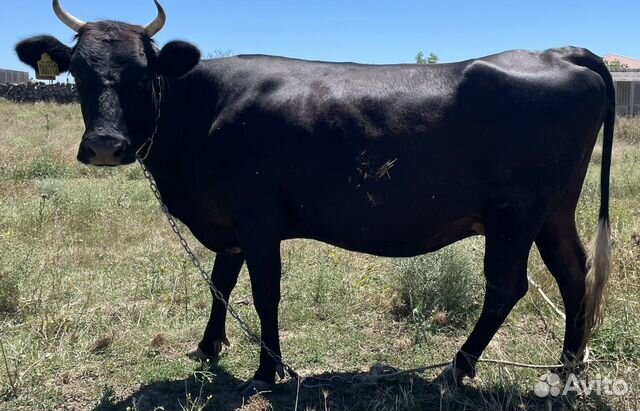 Корова и телочка