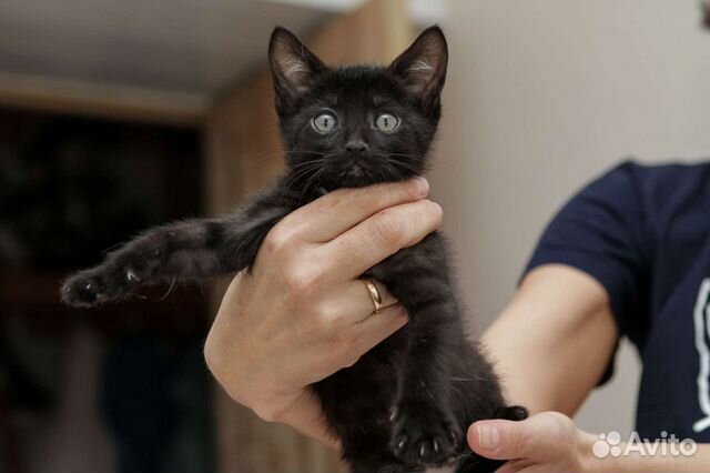 Котенок в добрые руки