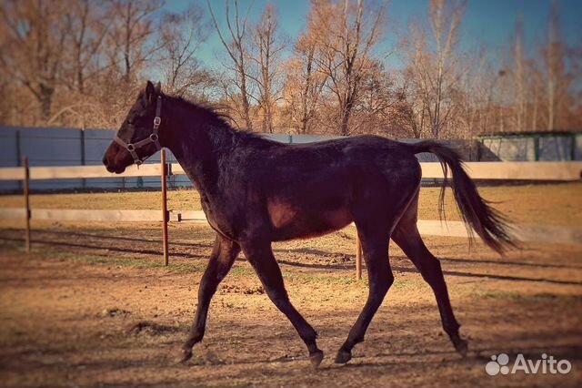 Продается ганноверский жеребчик
