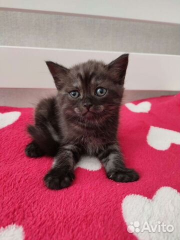 Шотланский прямоухий котенок