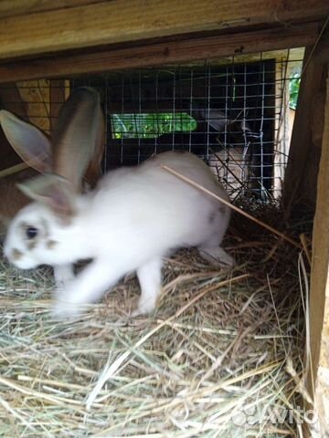 Кролики великаны