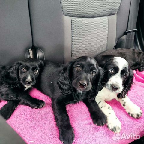 Щенки русского спаниеля