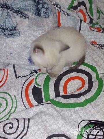 Сиамская кошечка