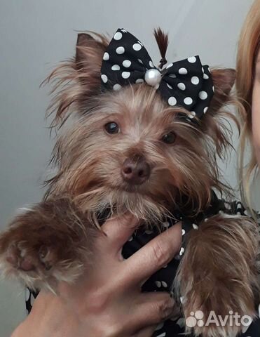 Йоркширский терьер шоколадка