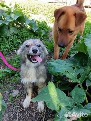 Щенок в дар, в добрые руки