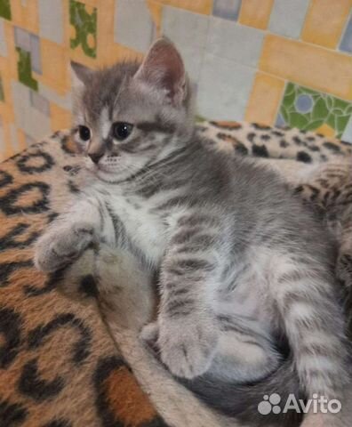 Британская кошка