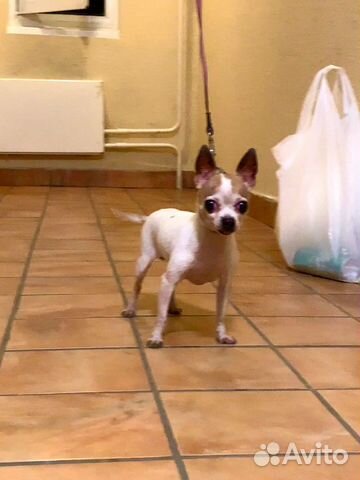 Отдам в добрые руки