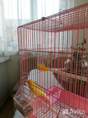 Продам молодого мальчика канарейки