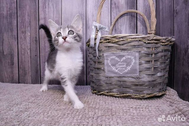 Кошечка Фиалка