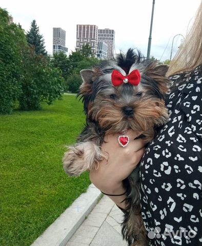 Малышка mini йорк