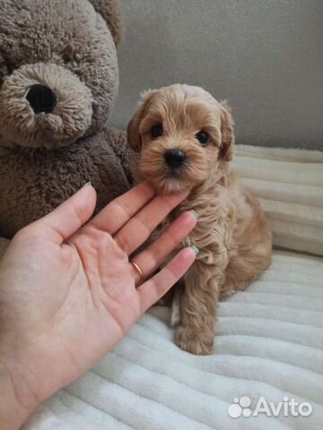 Мальтипу Ф1 карамельная мини девочка