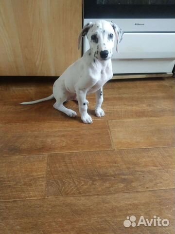 Щенки далматина