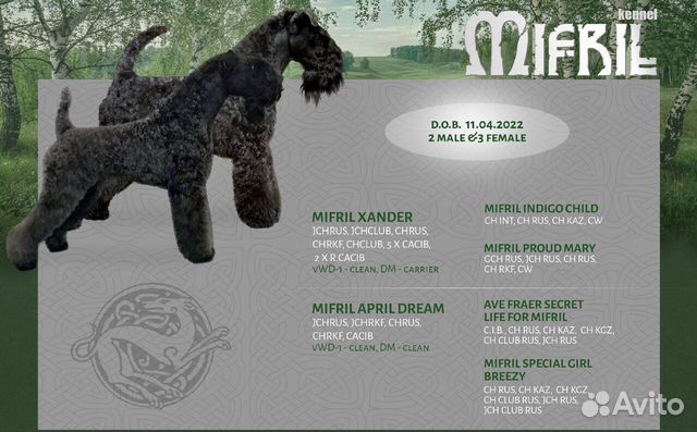 Щенки Керри Блю Терьера