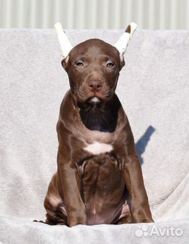 Прайтер шоколадный окрас