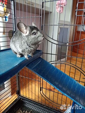 Семья шиншил с клеткой