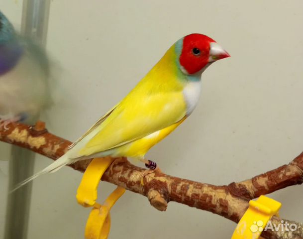 Самец Амадины Гульда (син.ген)