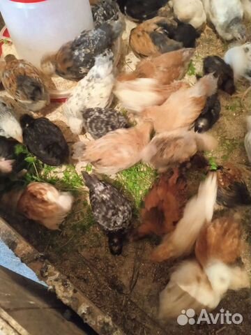 Куры цыплята продажа
