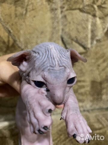 Донской сфинкс