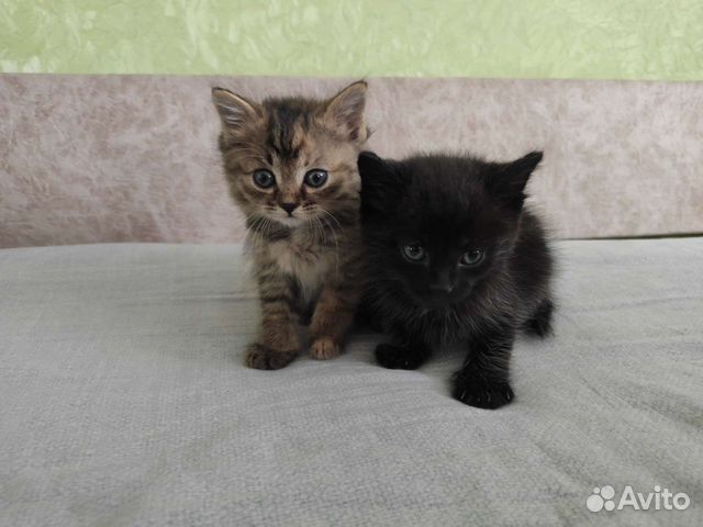 Котята в добрые руки, бесплатно