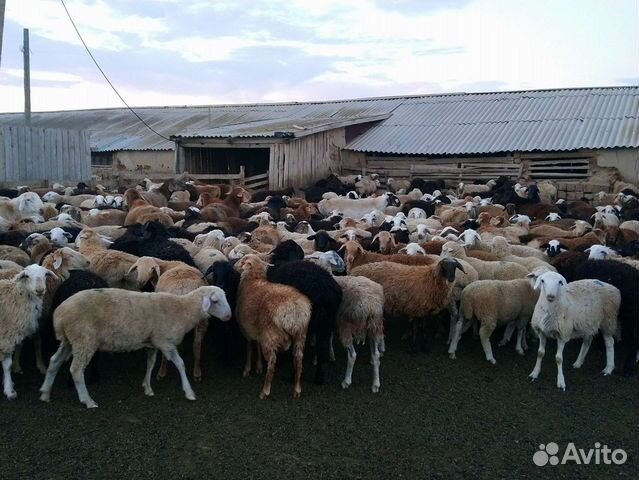 Ягнята баранчики и ярки