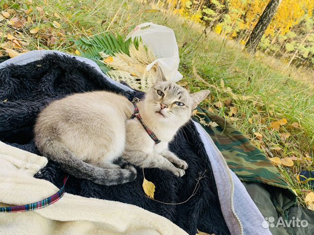Кошка в дар
