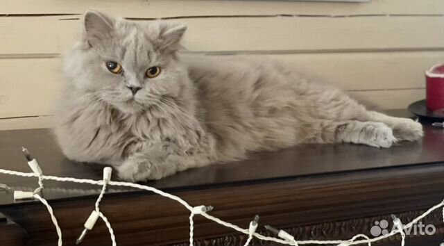 Вязка кошка ищем кота