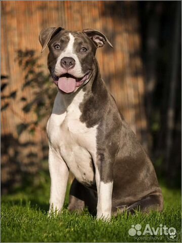 Стаффордширский терьер девочка