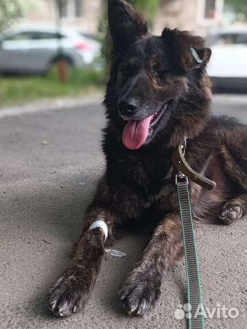 Восточноевропейская овчарка