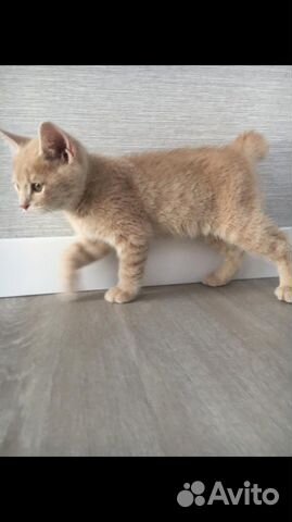 Продам котенка курильский Бобтеил