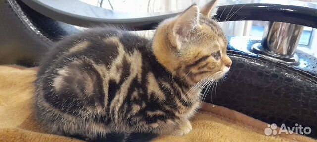 Британский котёнок