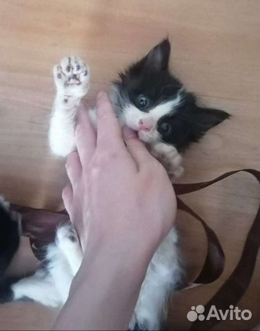Котята в добрые руки бесплатно (кот)