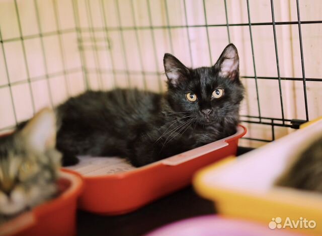 Умный чёрный кот котёнок очень ждет 4 мес