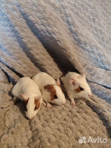 Морские свинки