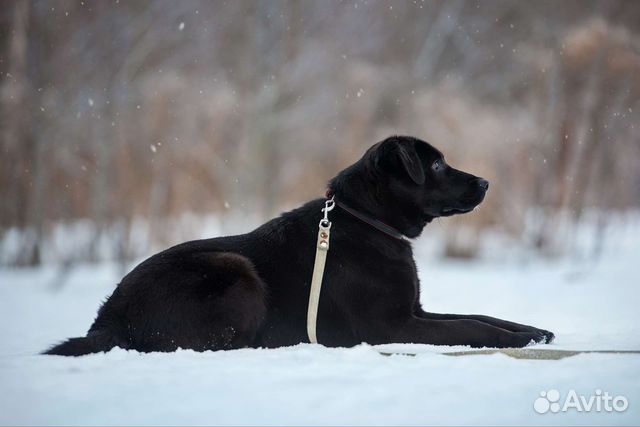 Метис Лабрадора в добрые руки