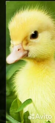 Утята суточные