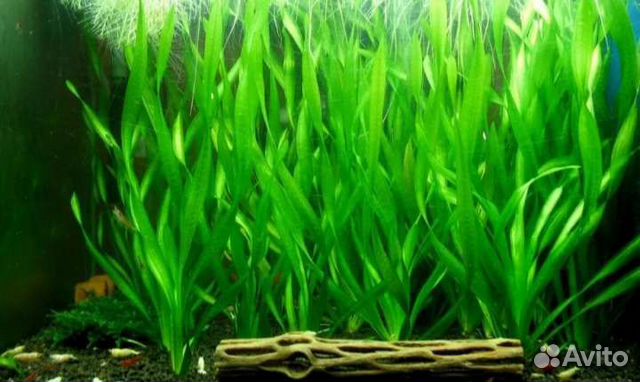 Продам аквариумные водоросли