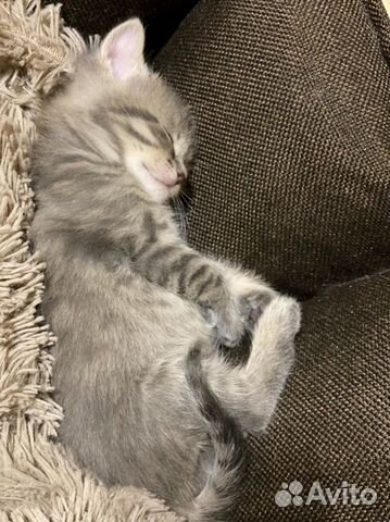 Котята в добрые руки, девочки